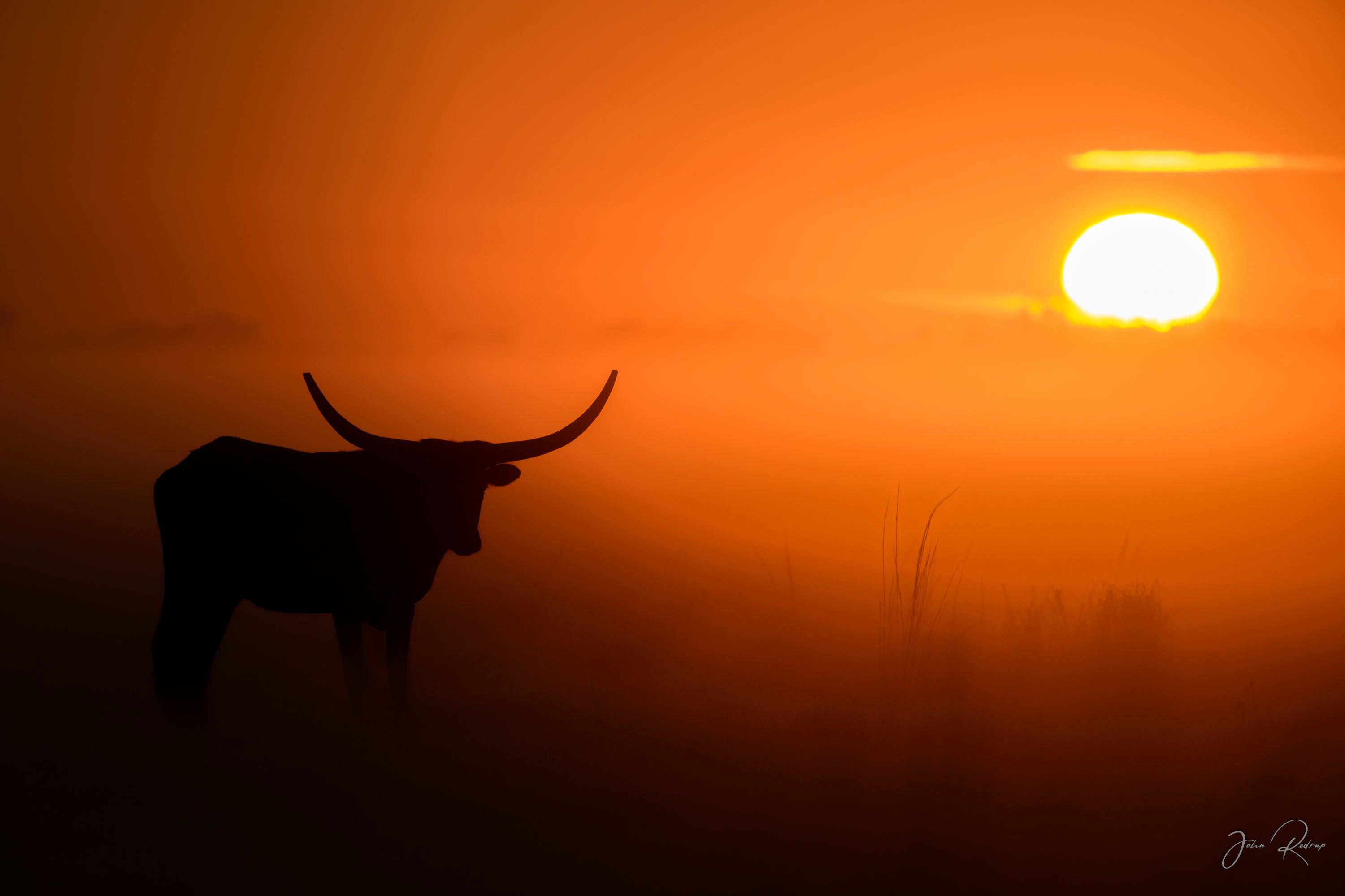 Longhorn in a Foggy Florida Sunrise – Choice Wildlife & Landscape ...